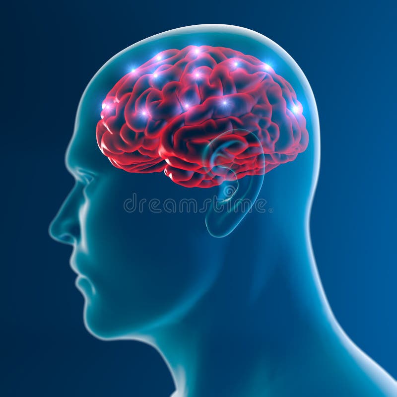 Brain Neurons Synapse Functions Stock Illustration - Illustration of ...