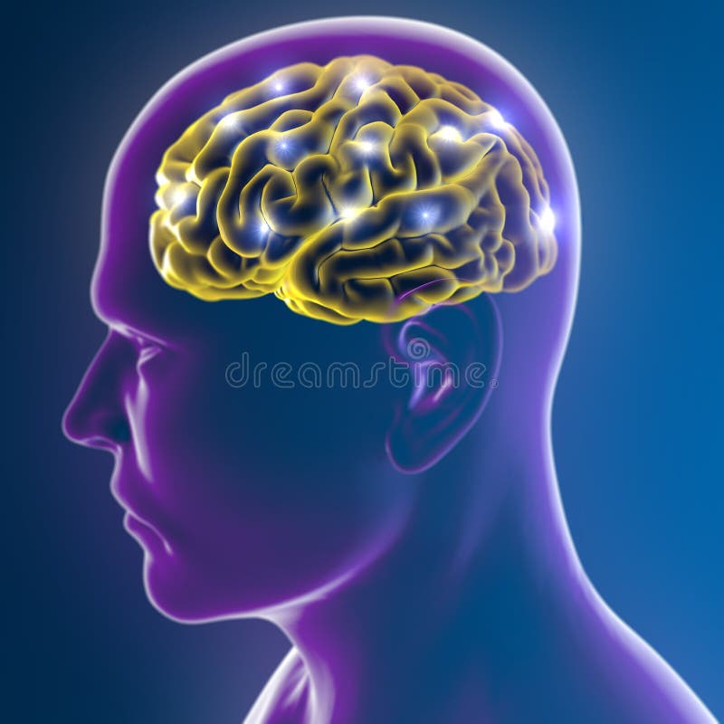 Brain Neurons Synapse Functions Stock Illustration - Illustration of ...