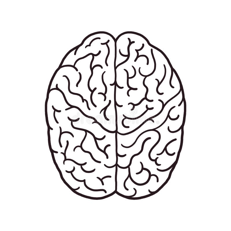 Brain Top View Black and White Illustration Stock Illustration ...