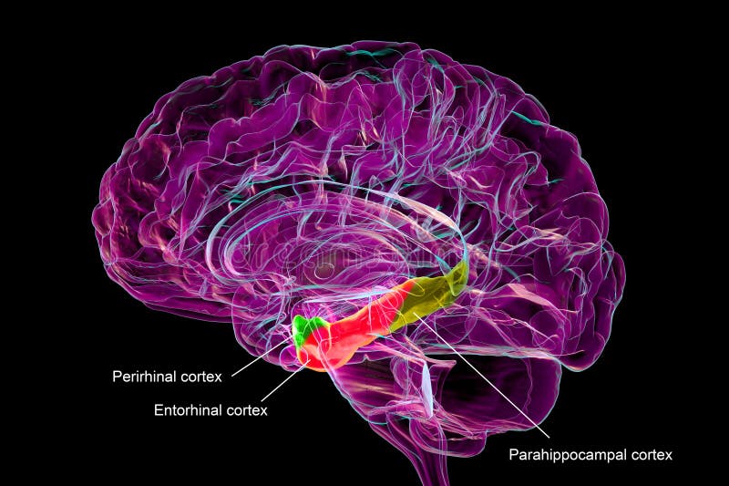 Brain Parahippocampal Gyrus with Perirhinal Cortex (green), Entorhinal ...
