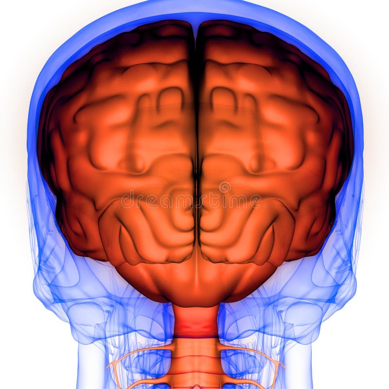 Brain a Part of Human Central Nervous System Anatomy 3d Rendering Stock ...