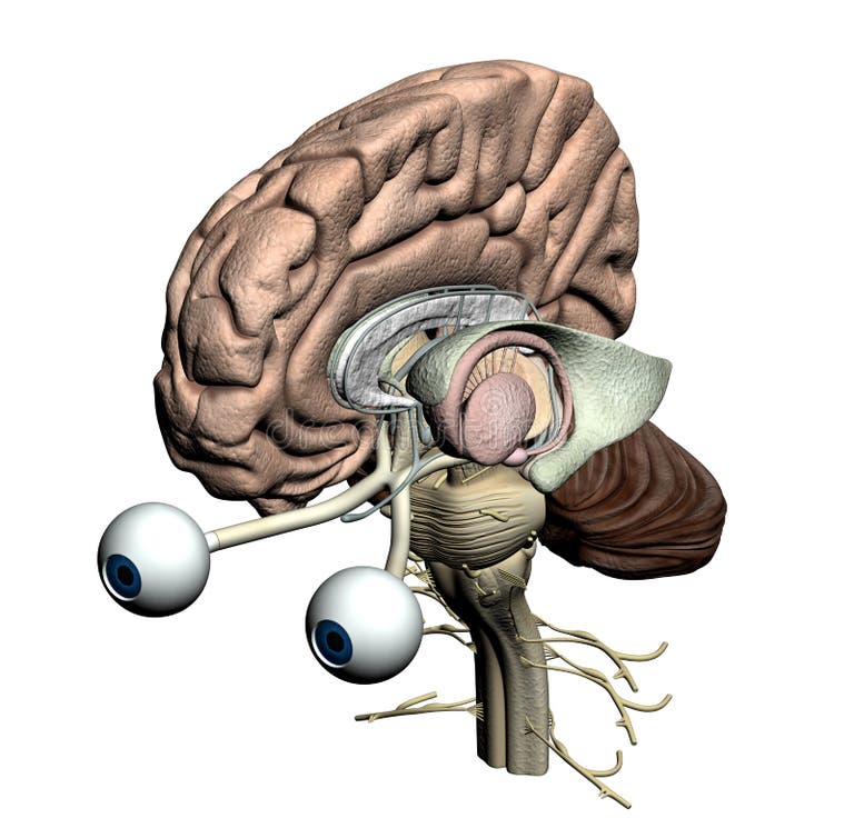 Brain Eyes Stock Illustrations – 4,569 Brain Eyes Stock Illustrations ...