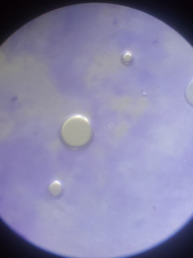 The Brain of a Pig Under the Microscope Stock Photo - Image of ...