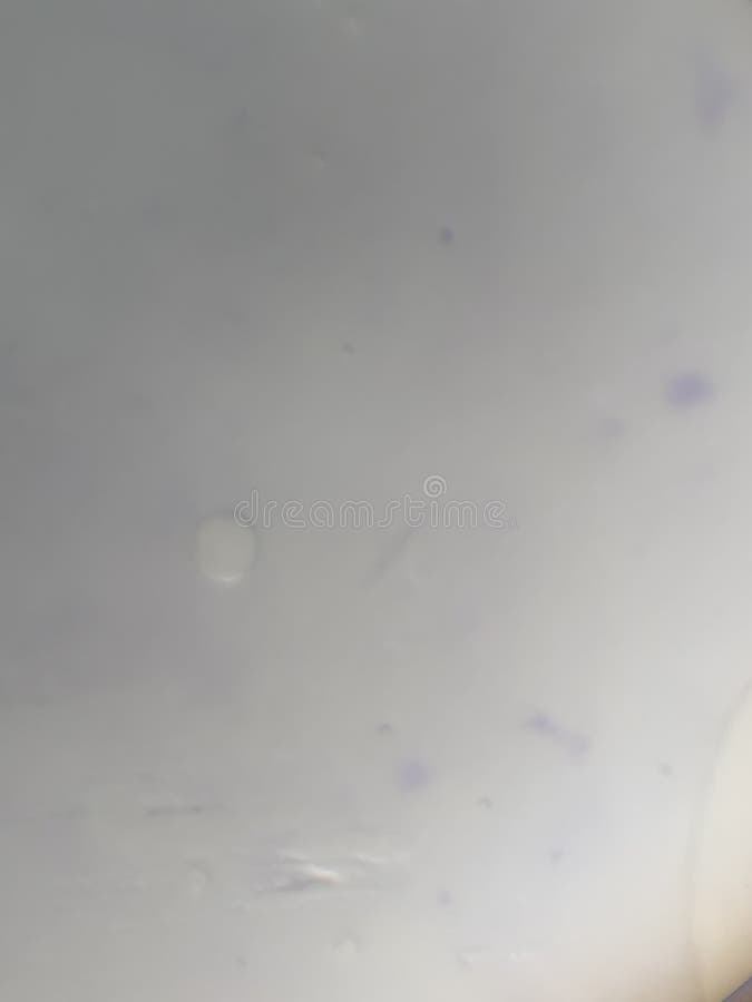 The Brain of a Pig Under the Microscope Stock Photo - Image of ...