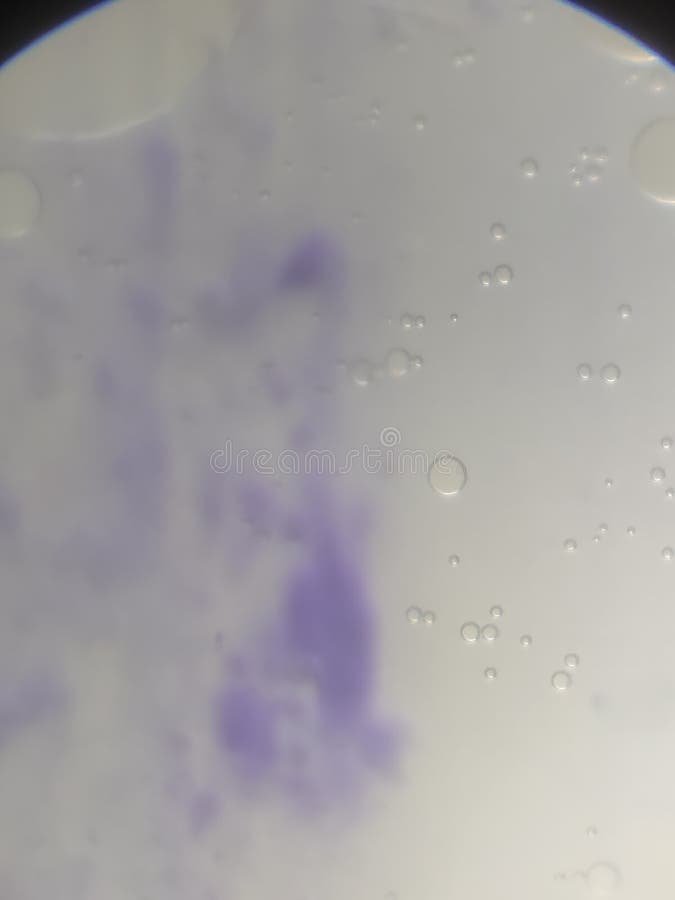 The Brain of a Pig Under the Microscope Stock Photo - Image of view ...