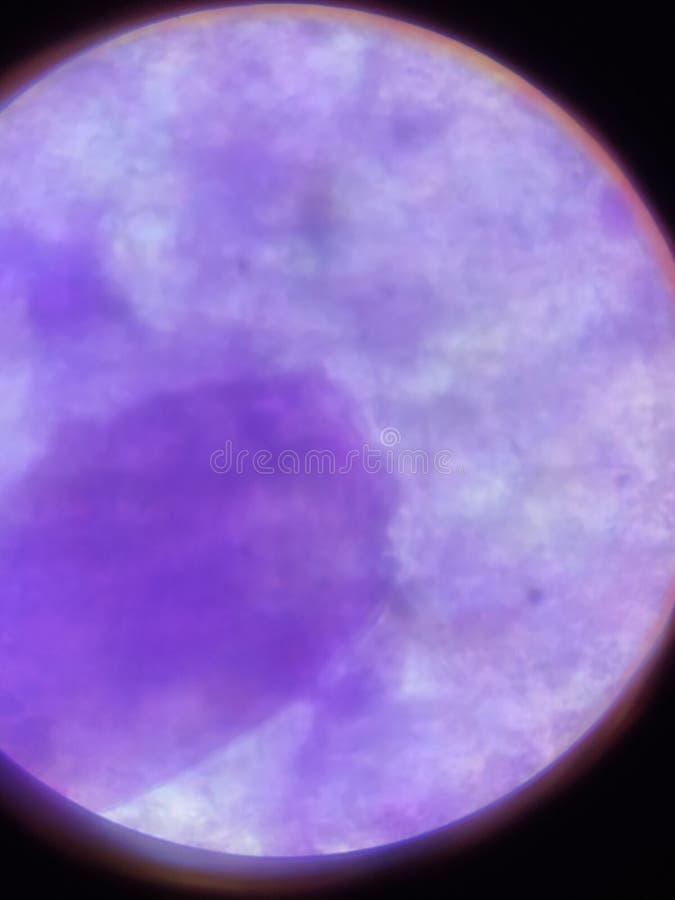 The Brain of a Pig Under the Microscope Stock Image - Image of brain ...