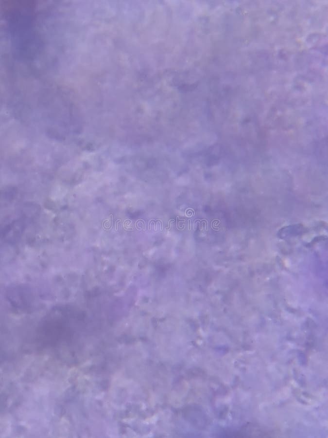 The Brain of a Pig Under the Microscope Stock Photo - Image of cerebral ...