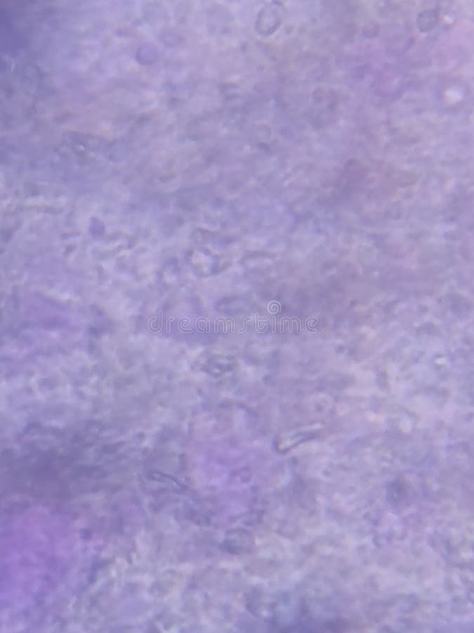 The Brain of a Pig Under the Microscope Stock Image - Image of pork ...