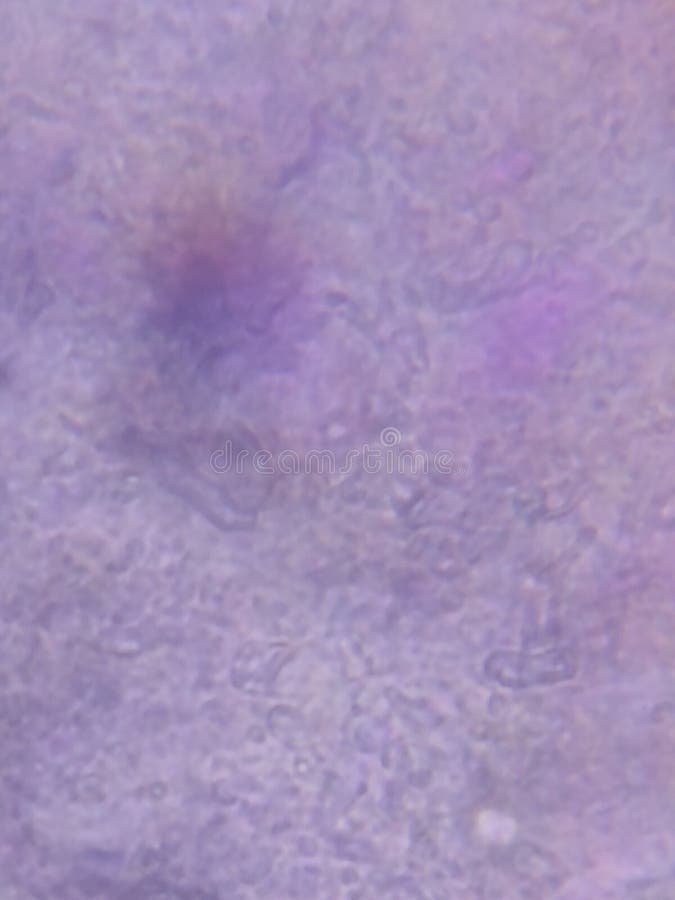 The Brain of a Pig Under the Microscope Stock Image - Image of pork ...