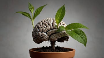 Brain and Plant Growth Concept Stock Illustration - Illustration of ...