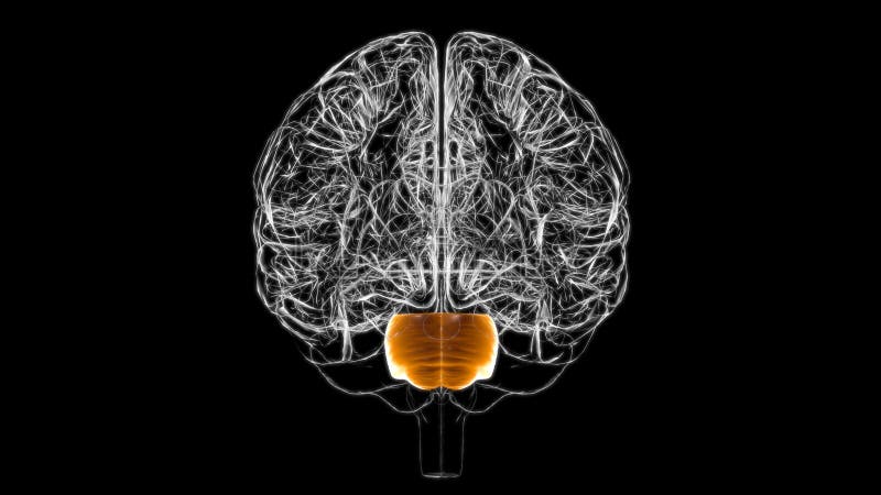 Stria Terminalis Anatomy