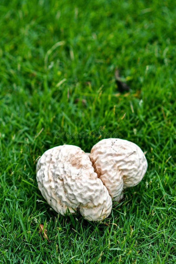Brain Puffball is a Species of Mushroom Stock Image - Image of ...