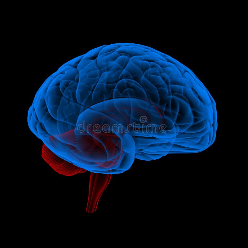Brain X-Ray stock illustration. Illustration of body, people - 5704798