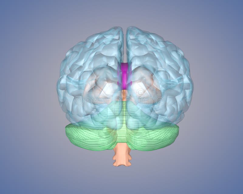 Brain rear view stock illustration. Illustration of abstract - 49933646