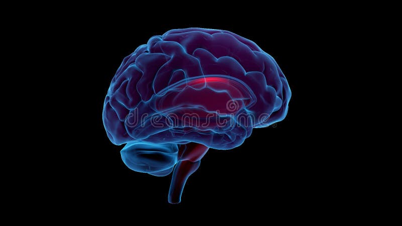 Brain Rotating (Straight Alpha Channel and Looped) Stock Footage ...