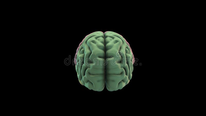 Brain Rotation Loop Background 3D Rendering Animation. Human Brain Lobe ...