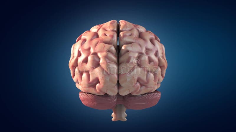 Brain Rotation Loop Lightning Background 3D Rendering Animation Stock ... Brain Rotation Loop Lightning Background 3D Rendering Animation Stock ...