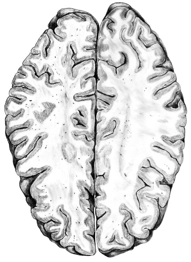 Brain - Cross Section stock illustration. Illustration of cortex - 82091561