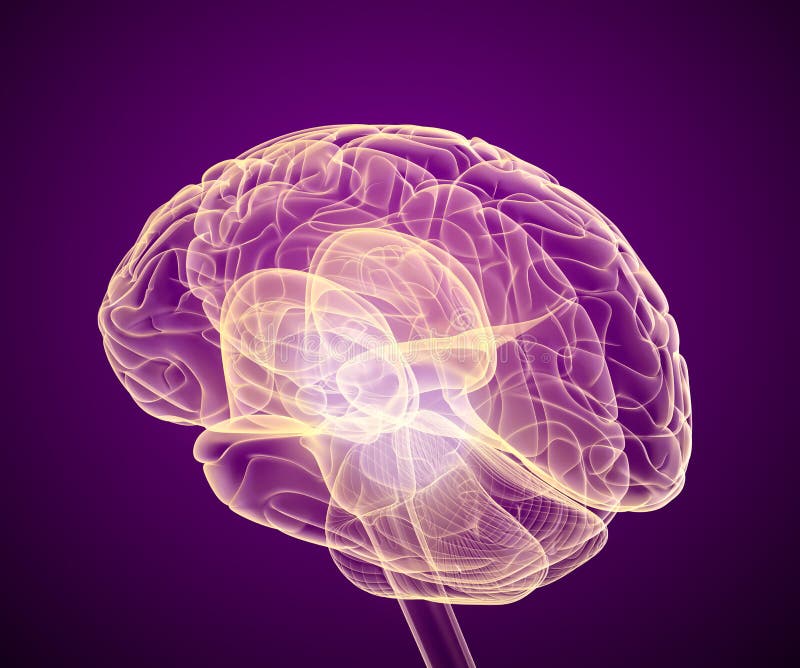 Brain Scan X-ray Image Of The Human Brain Stock Illustration ...