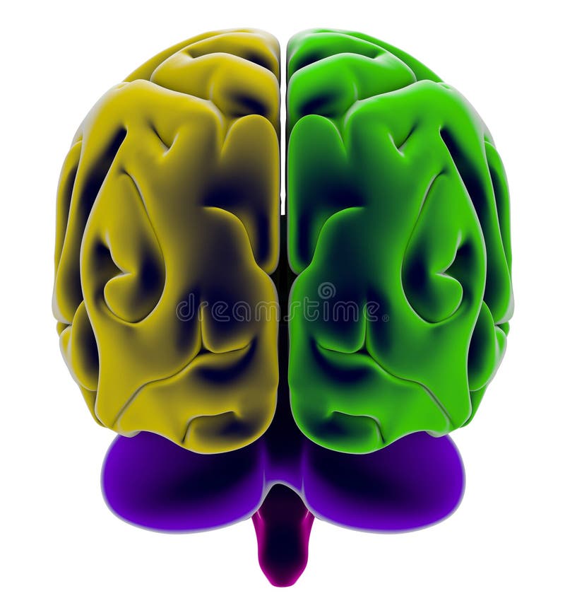 Brain, Section, Division, Cutting Parts, Anatomy Study Stock ...