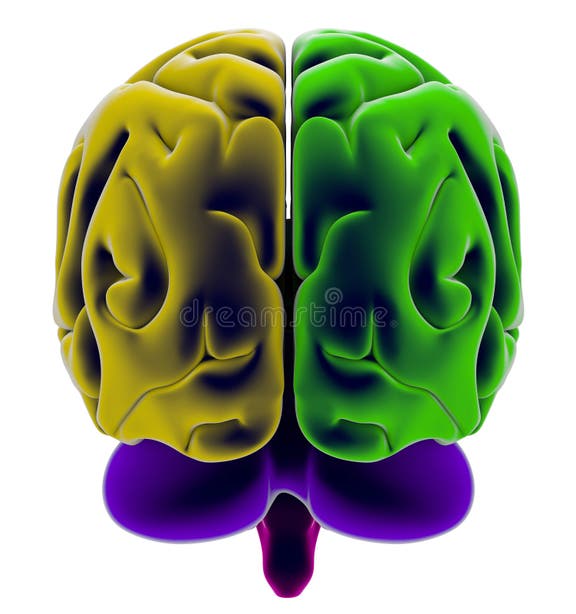 Brain, Section, Division, Cutting Parts, Anatomy Study Stock ...