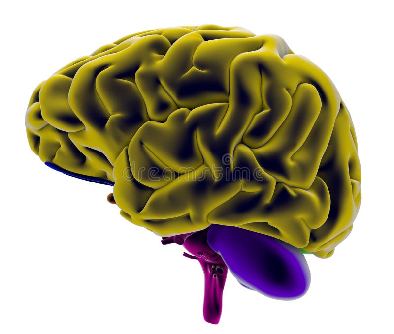 Brain, Section, Division, Cutting Parts, Anatomy Study Stock ...