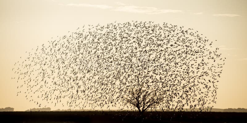 Brain shape of birds stock photo. Image of nature, animal - 185694616