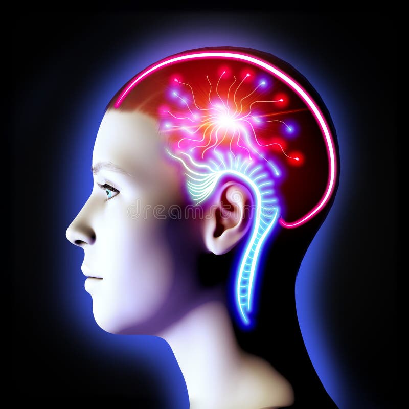 Cortex Region Stock Illustrations – 292 Cortex Region Stock ...