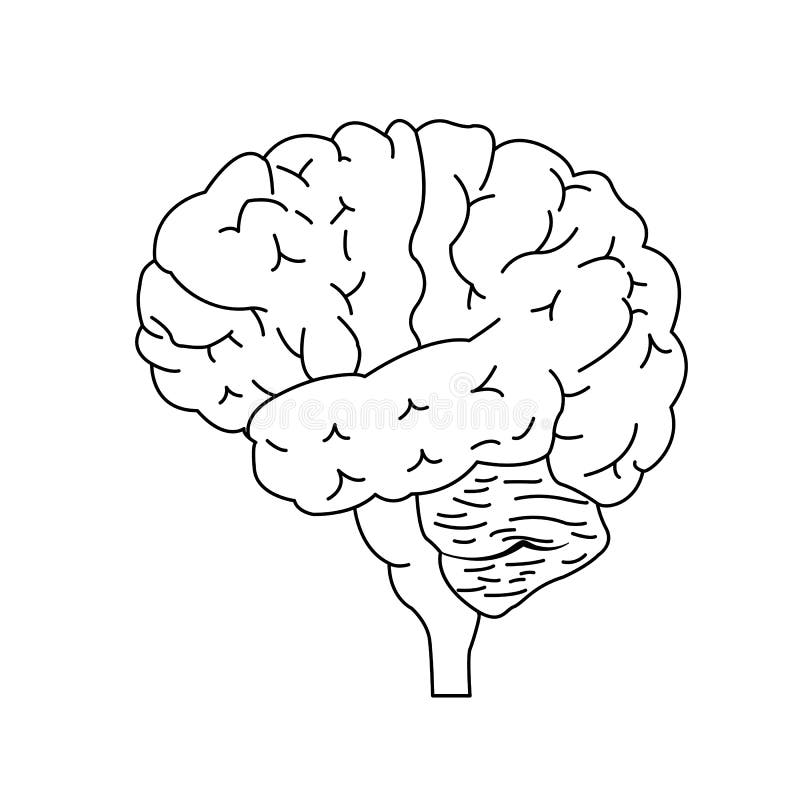 Brain side view stock vector. Illustration of health - 74797332