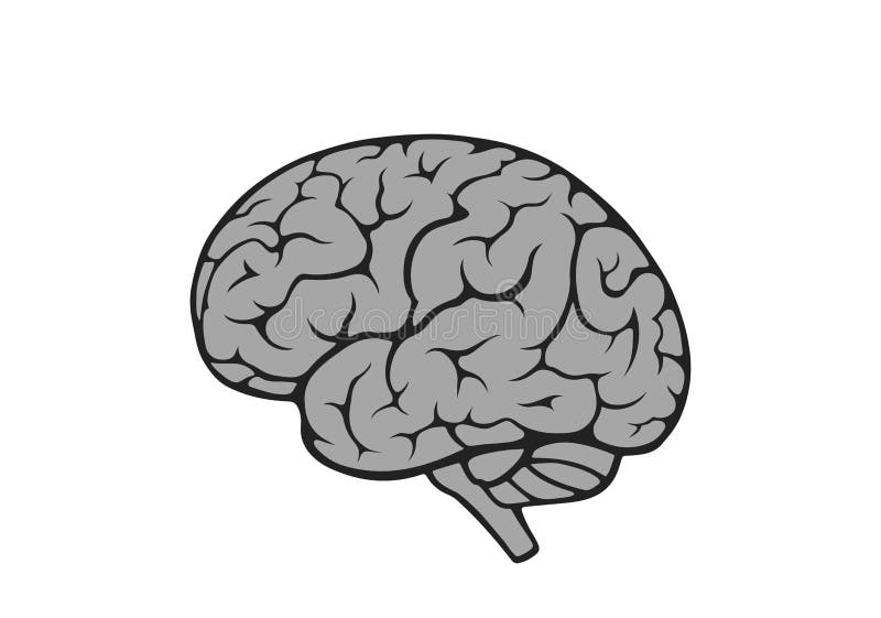 Brain Side View Stock Illustrations – 3,784 Brain Side View Stock ...