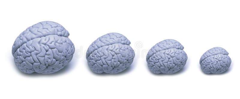 Brain Size stock photo. Image of intellect, girl, lobe - 7367424