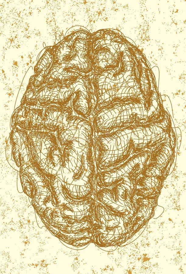 Brain Drawing Top View Stock Illustrations – 155 Brain Drawing Top View ...