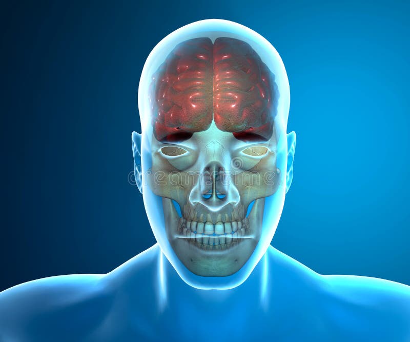 Brain Skull X-ray Head Anatomy Stock Illustration - Illustration of ...