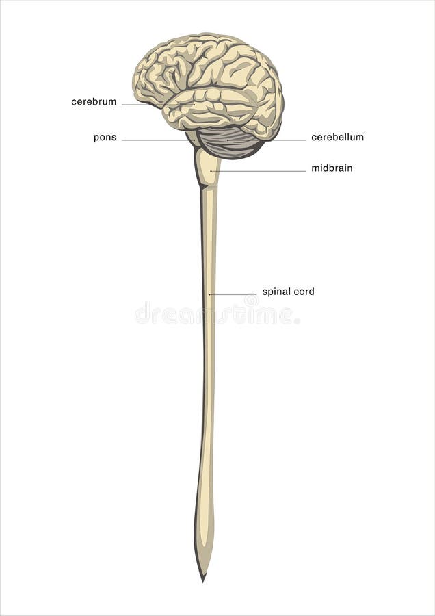 Human brain and spine stock illustration. Illustration of scientific ...