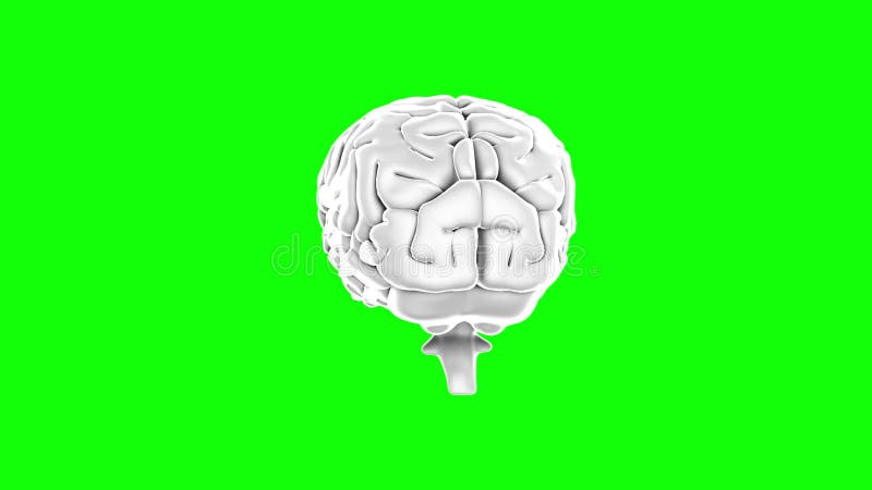 Brain Green Screen Stock Footage & Videos - 909 Stock Videos