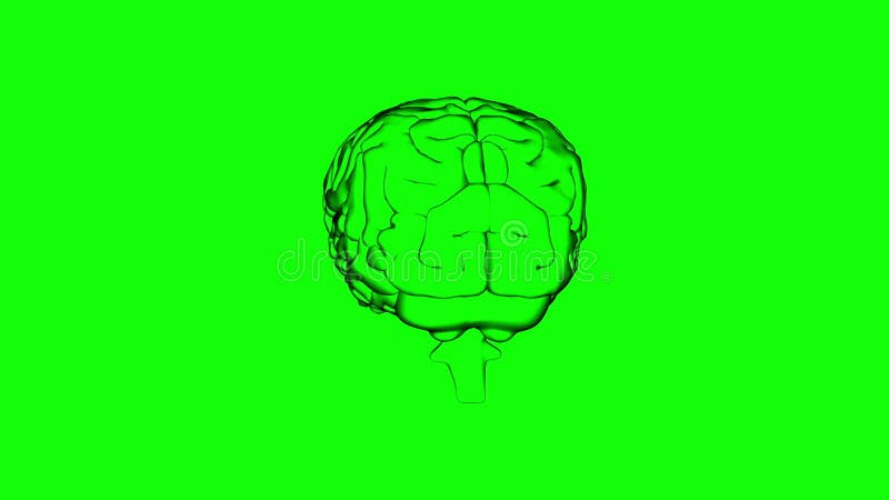 Brain Green Screen Stock Footage & Videos - 909 Stock Videos
