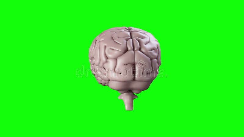 Brain Rotation Loop Green Screen 3D Rendering Animation Stock Footage ...