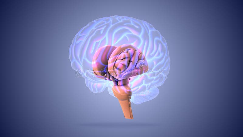 Brain Stem Anatomical Structure. Biological Sections of Posterior Stock ...