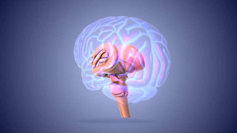 Brain Stem Anatomical Structure. Biological Sections of Posterior Stock ...