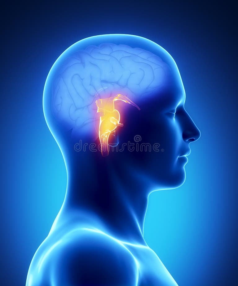 Stem Brain Part Stock Illustrations – 390 Stem Brain Part Stock ...