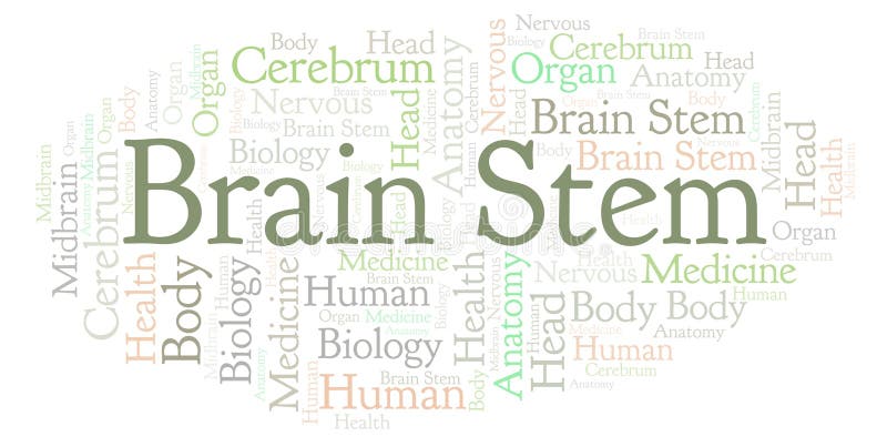 Brain Stem Parts Anatomical Model in Educational Labeled Outline ...