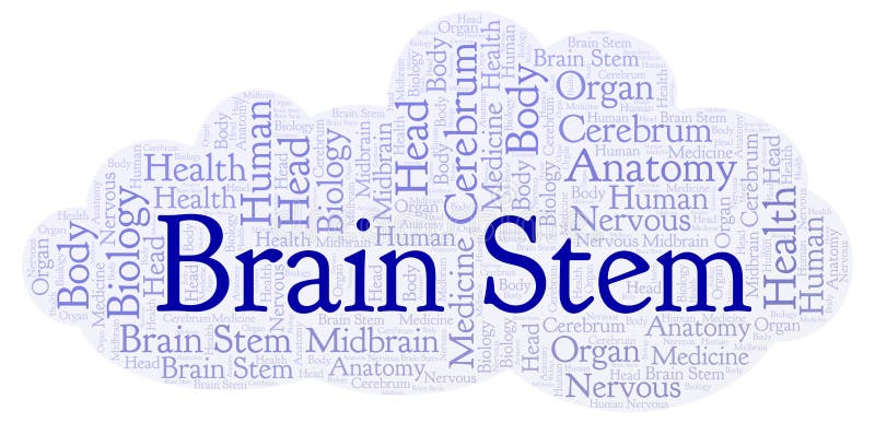Brain Stem Parts Anatomical Model in Educational Labeled Outline ...