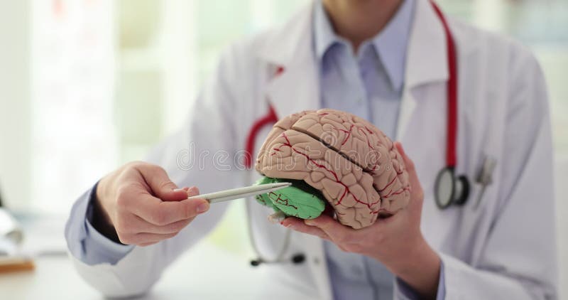 Brain Surgeon or Neurologist Explaining Structure of Brain To Patient ...
