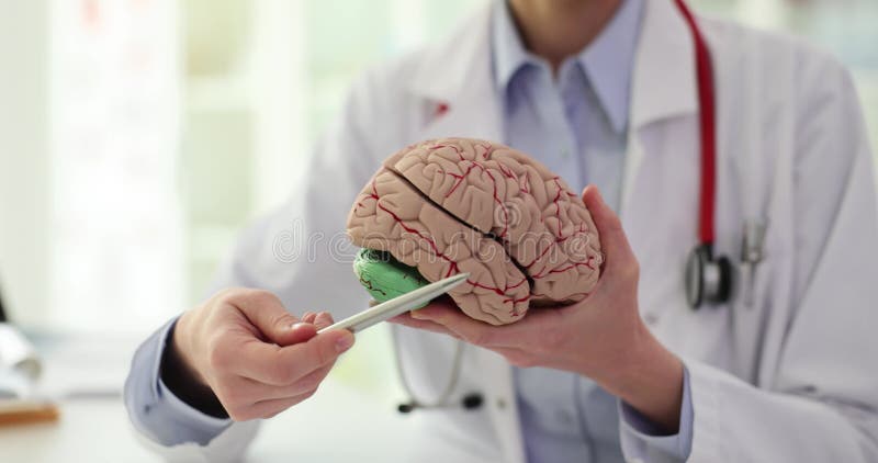 Brain Surgeon or Neurologist Explaining Structure of Brain To Patient ...