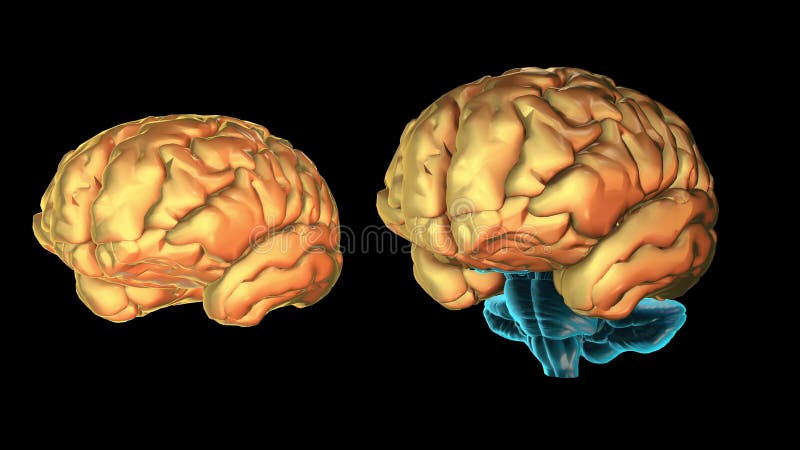 BRAIN-Telencephalon 3D Parts Stock Video - Video of biology ...
