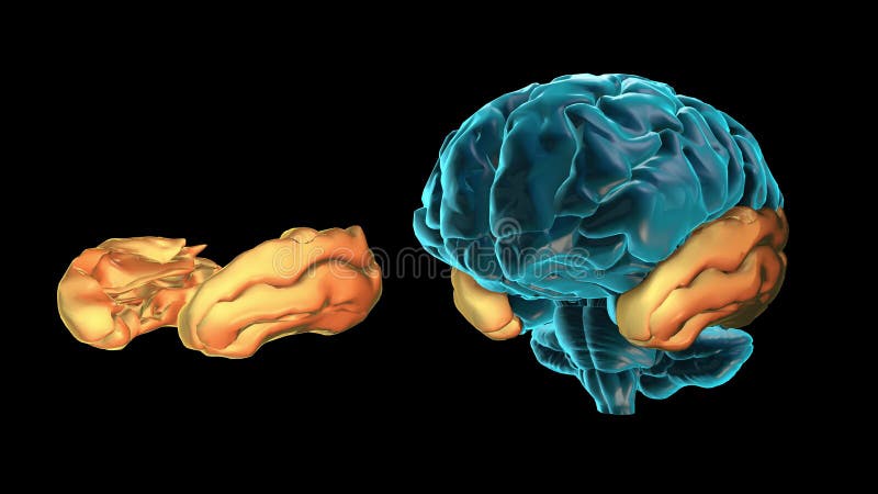 BRAIN-Temporal Lobe 3D Part Stock Footage - Video of electron ...