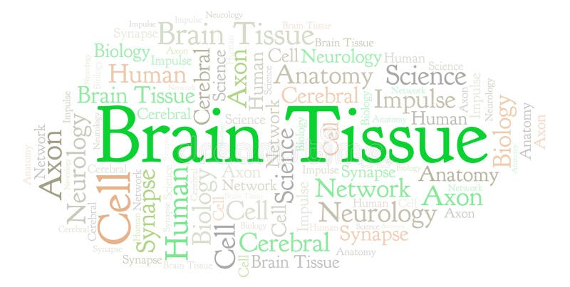 Brain Tissue word cloud. stock illustration. Illustration of bright ...