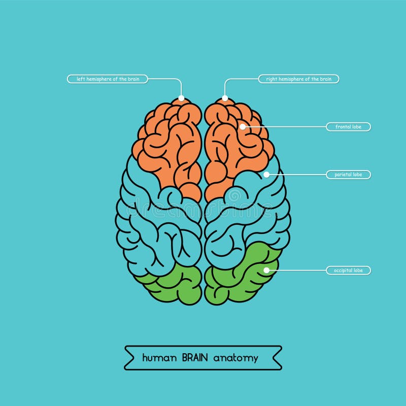 Brain top 1 stock illustration. Illustration of flat - 62830183