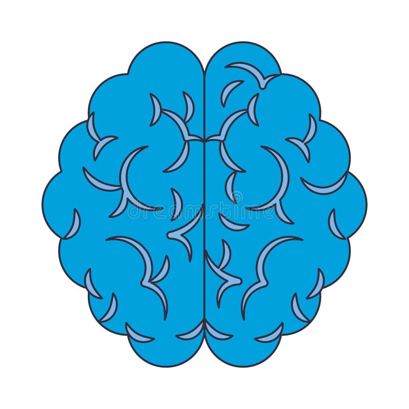 Human Brain Top View Stock Illustrations – 391 Human Brain Top View ...