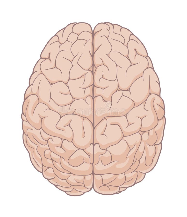 Brain Top View Illustration Stock Vector - Illustration of neuroanatomy ...